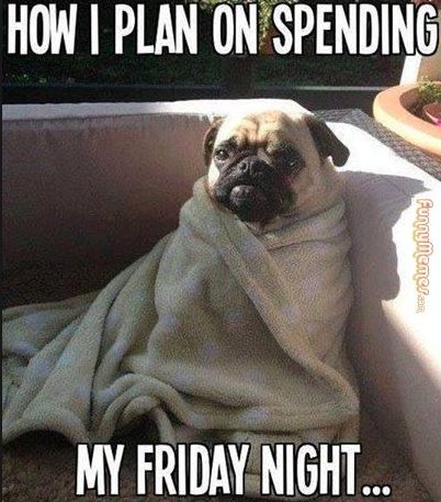 Tgif Pug