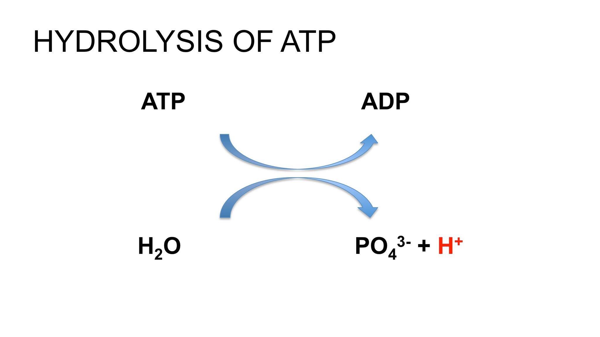 Hydrolysis Of Atp Equation