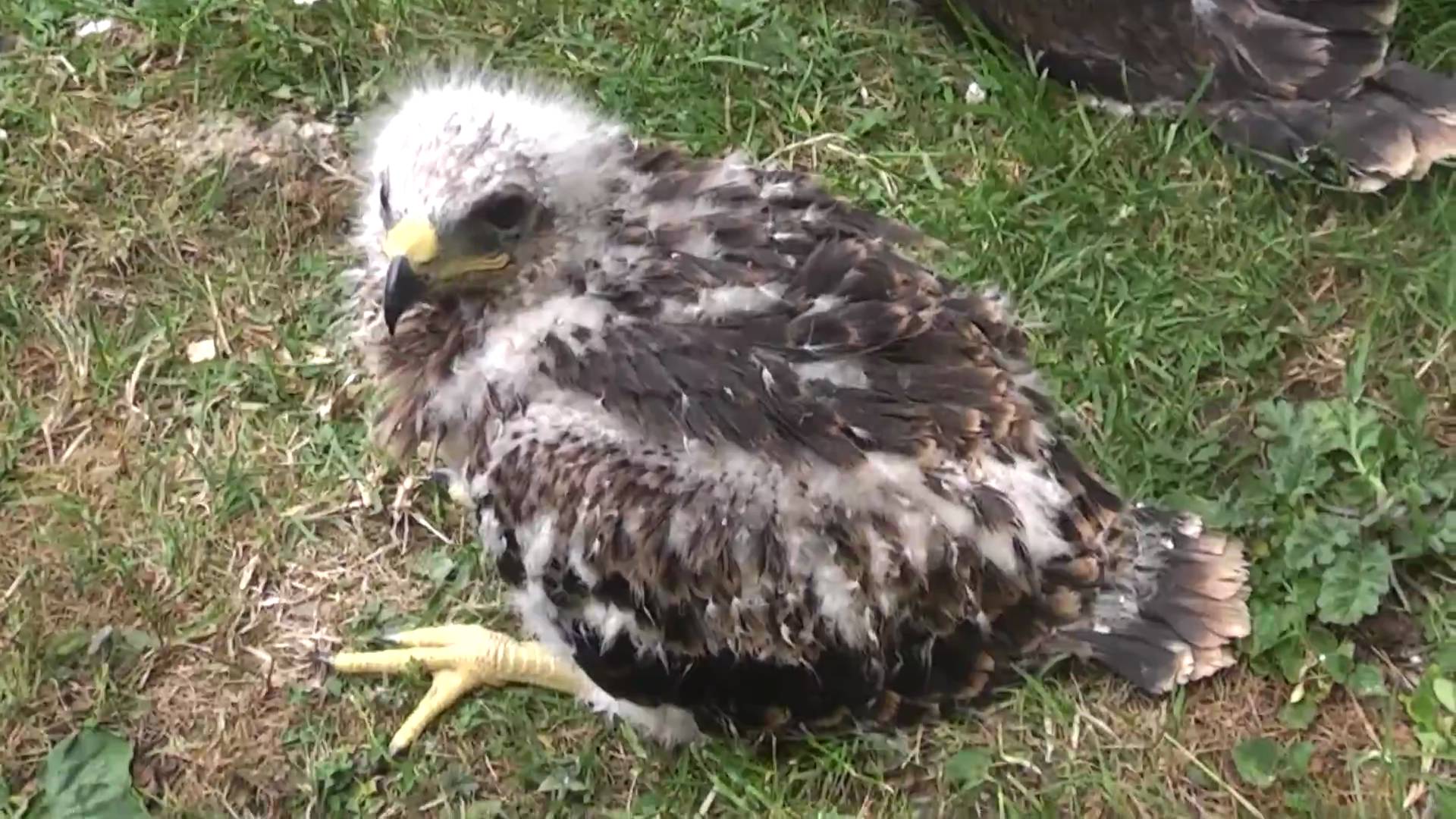 Baby Buzzard