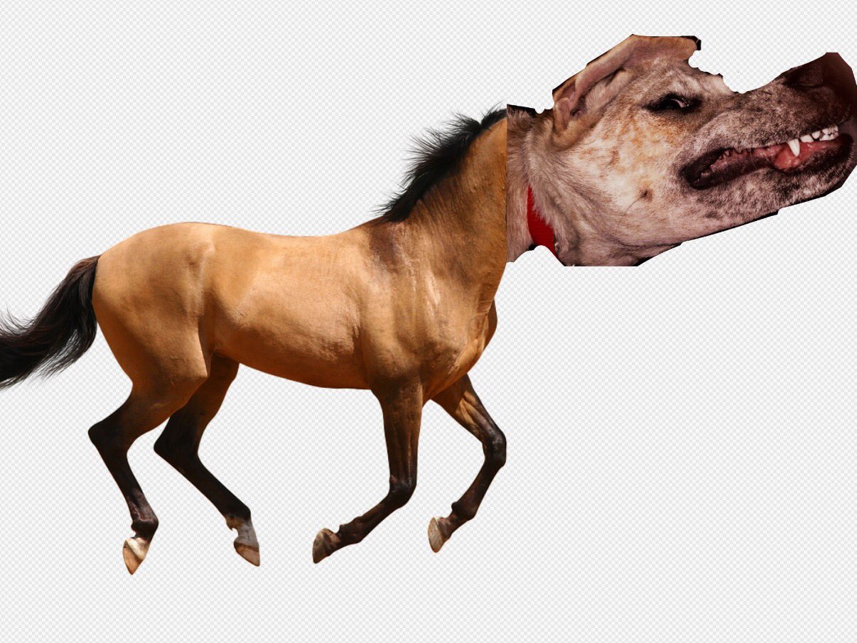 Half Horse Half Dog