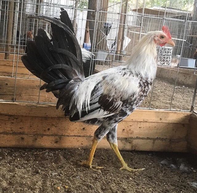 Law Grey Gamefowl Hen History Of Grey Bloodline (Gamefowl VLOG)