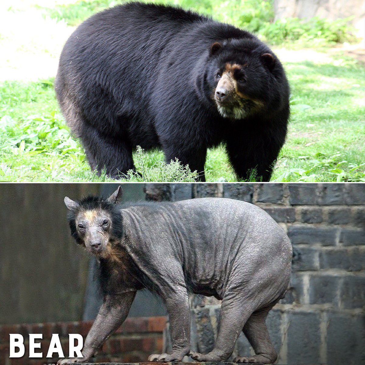 Bear With No Hair
