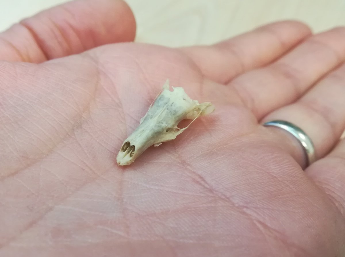 Star Nosed Mole Skull