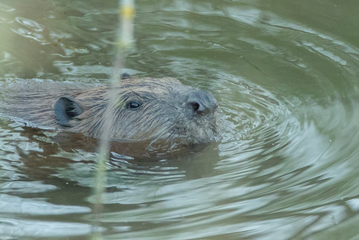 Sam Gandy (@SamwiseGandy) | Twitter