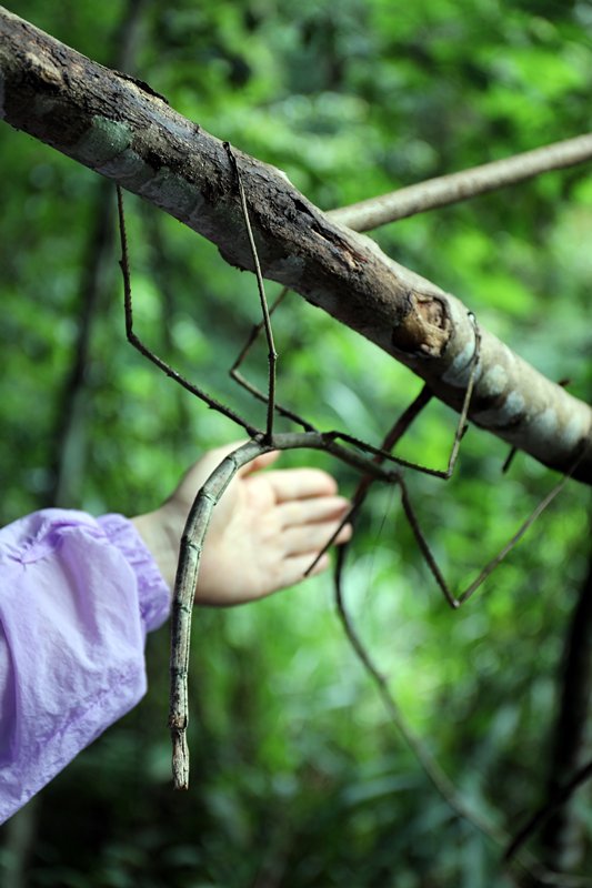 Phryganistria: When it comes to the world's longest insect, it's ...