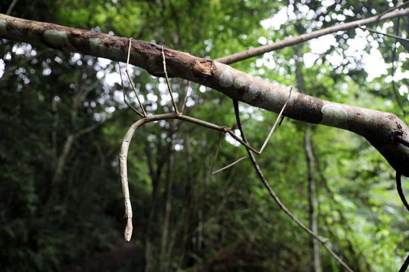 Phryganistria: When it comes to the world's longest insect, it's ...