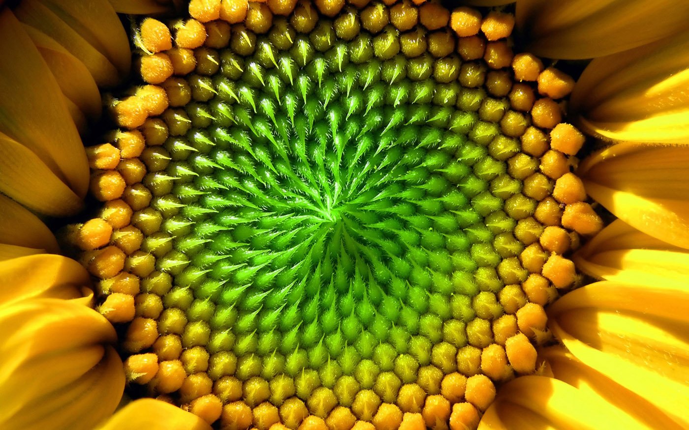 Fibonacci Sequence In Nature Sunflower