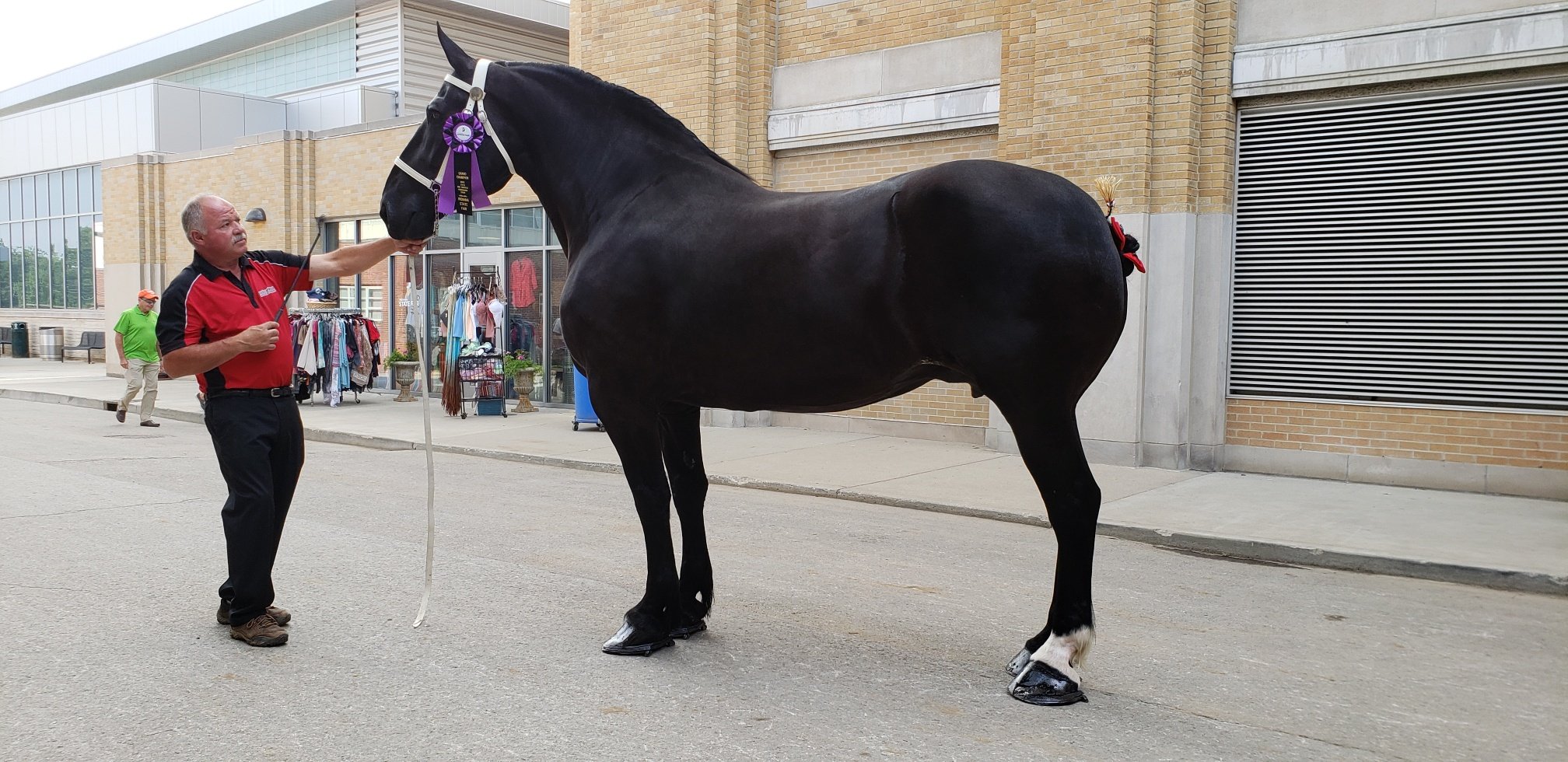 Percheron Supreme World Champion
