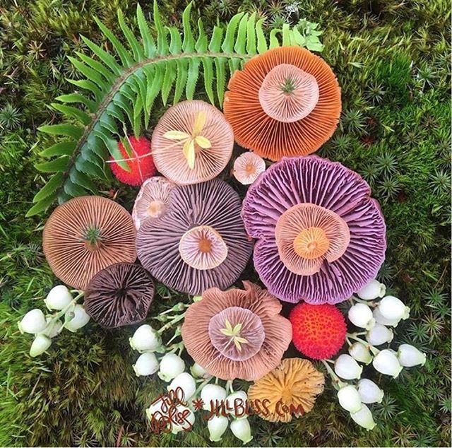Colorful Real Mushrooms