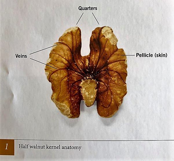 Image Anatomy Of A Walnut