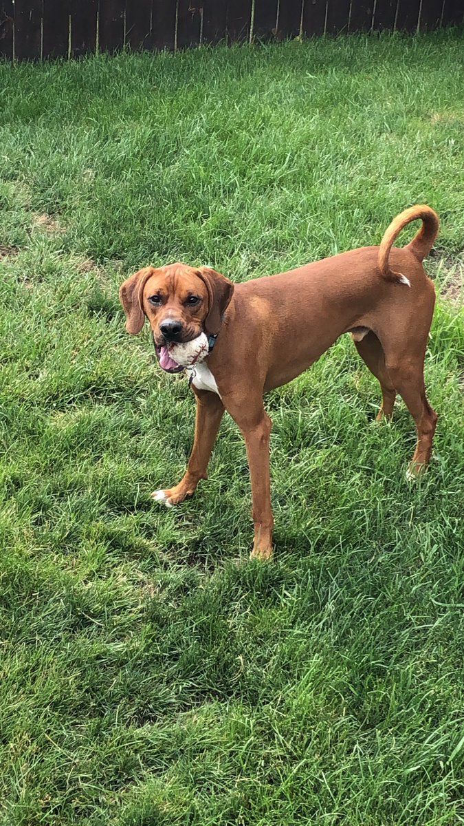 Coonhound Boxer Mix
