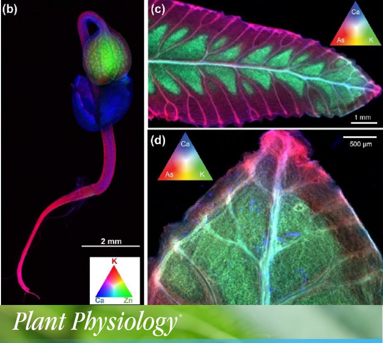 Plant Fluorescence
