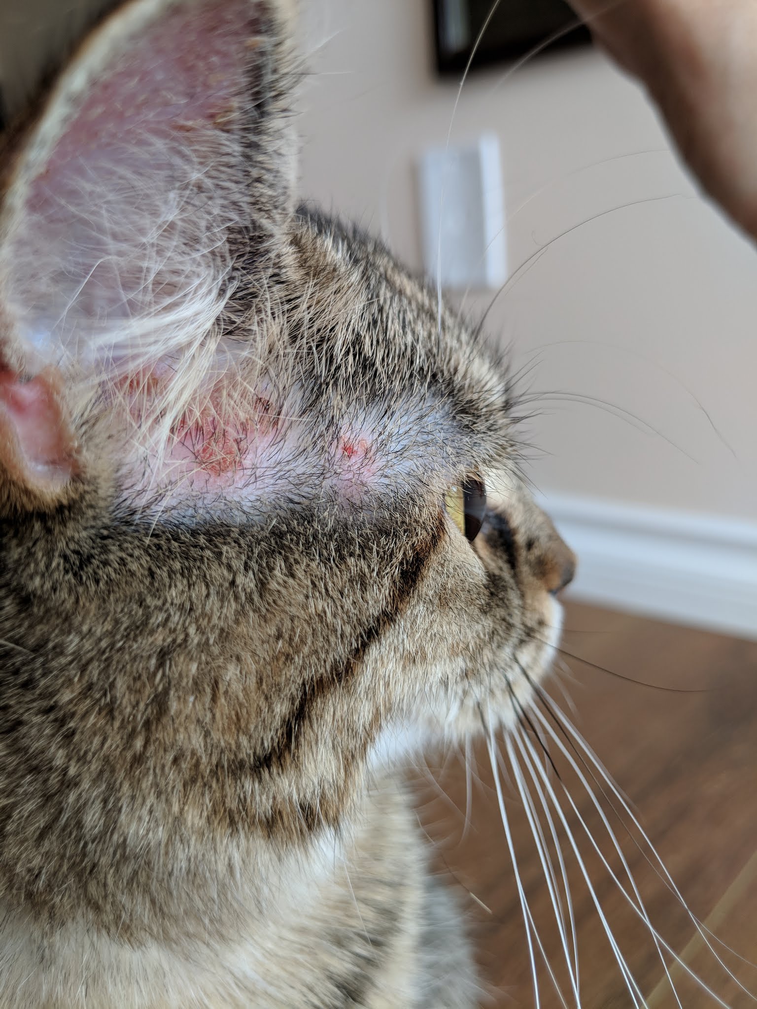 Crusty Stuff Behind Ears