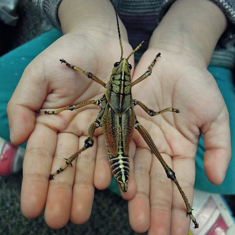 Giant Black Grasshopper