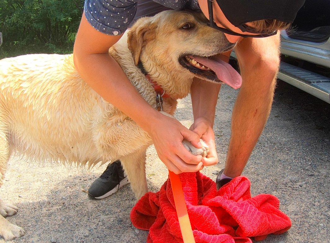 Are Dogs Invasive Species