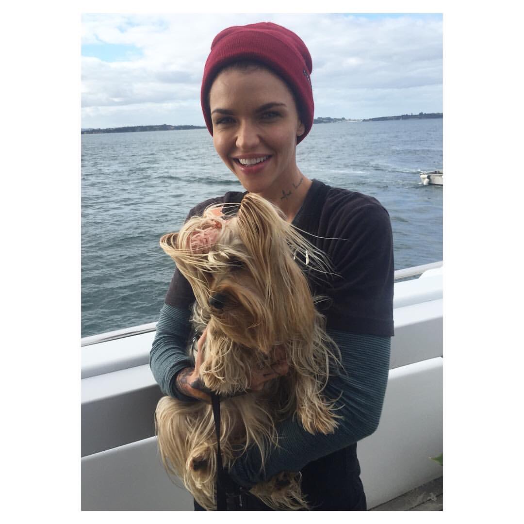 What Kind Of Dog Is Pippin In The Meg