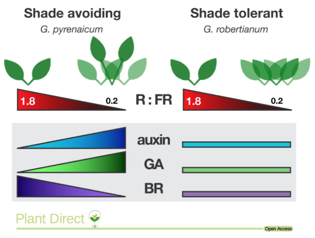 How to suppress shade avoidance? | Plant Photobiology