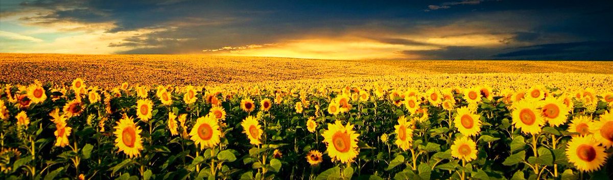 Sunflower Headers Tumblr