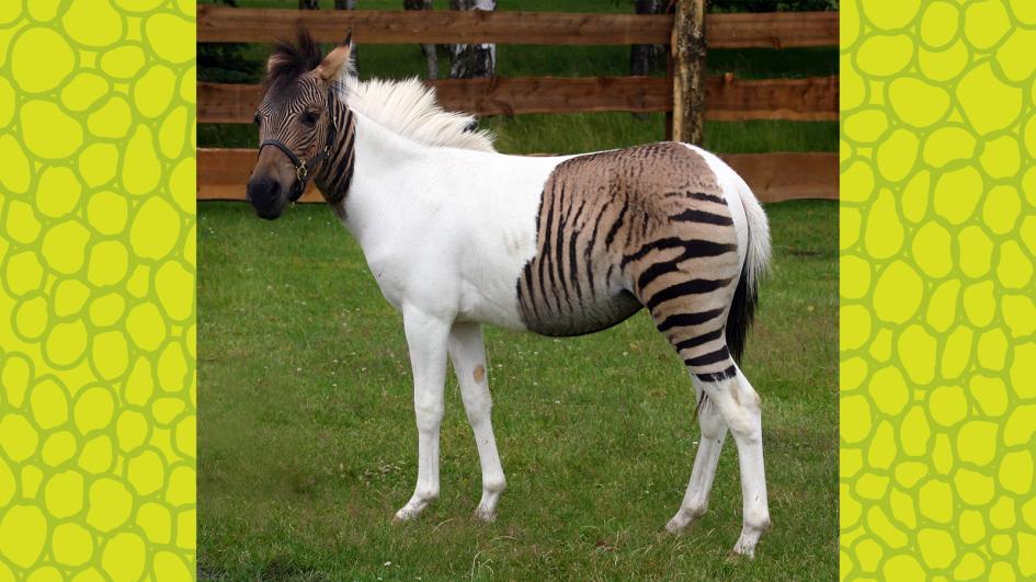 Half Horse Half Zebra