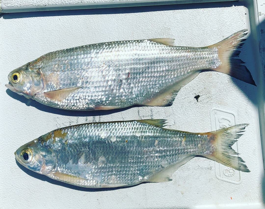 Goldeye Fish