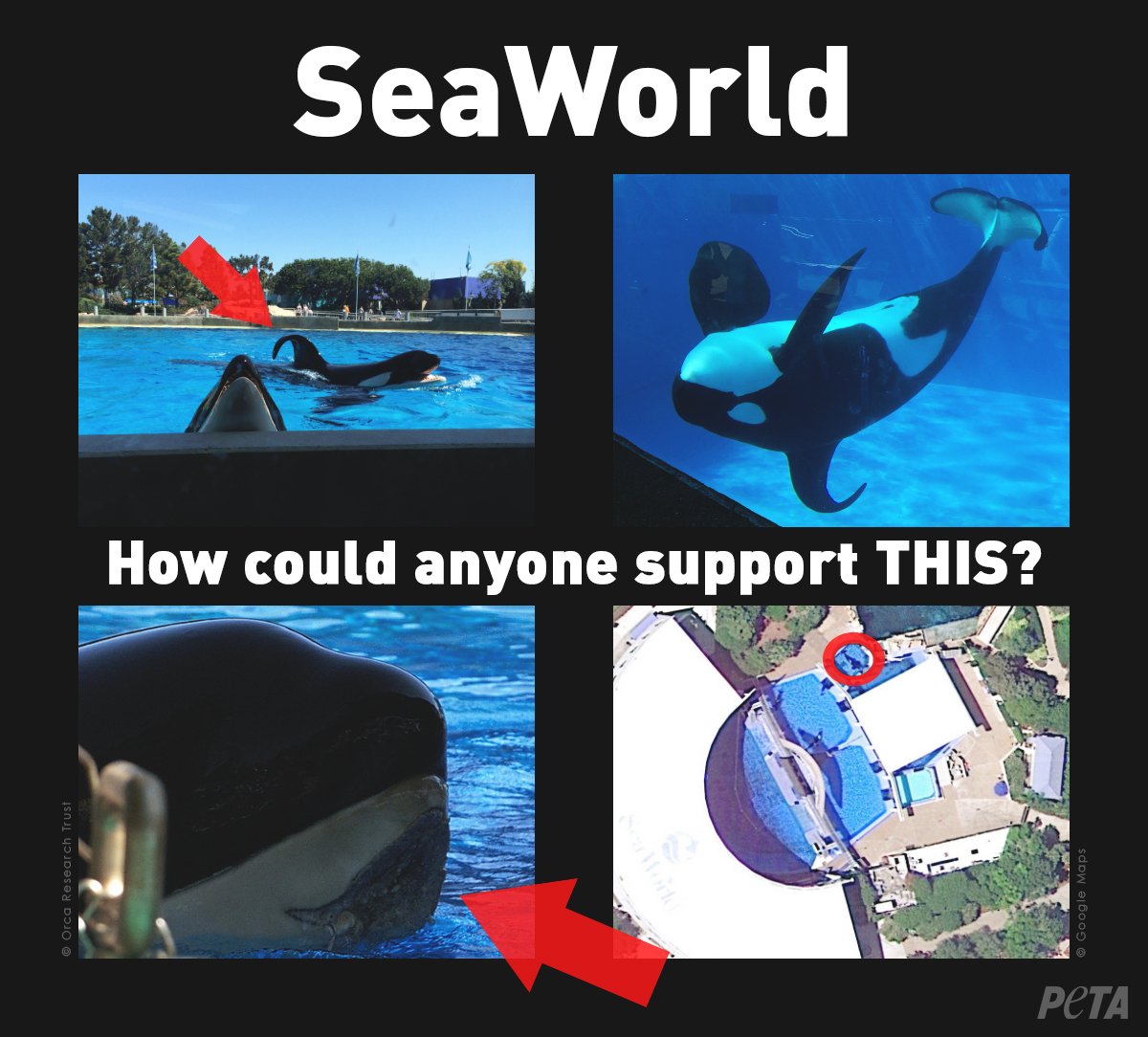 Pro Seaworld Memes