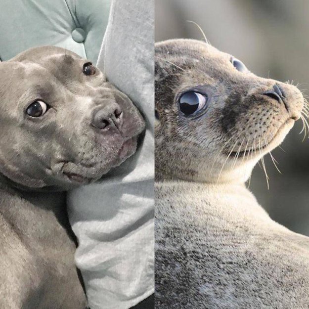 Velvet hippo with seal friend : r/velvethippos
