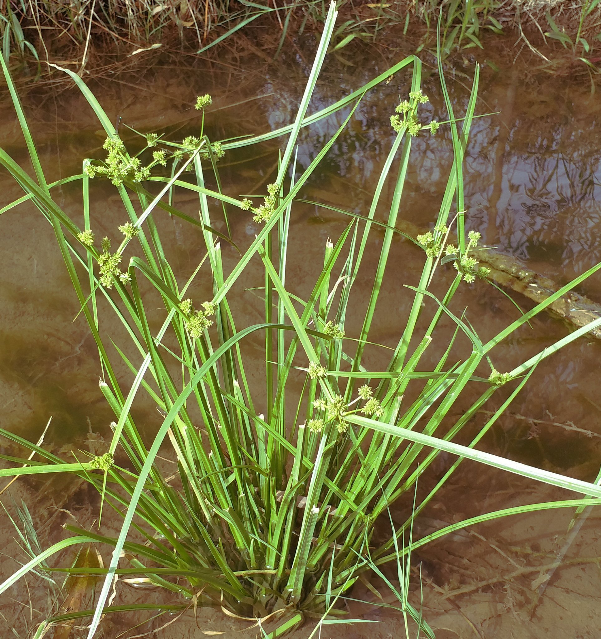 Cyperus Difformis