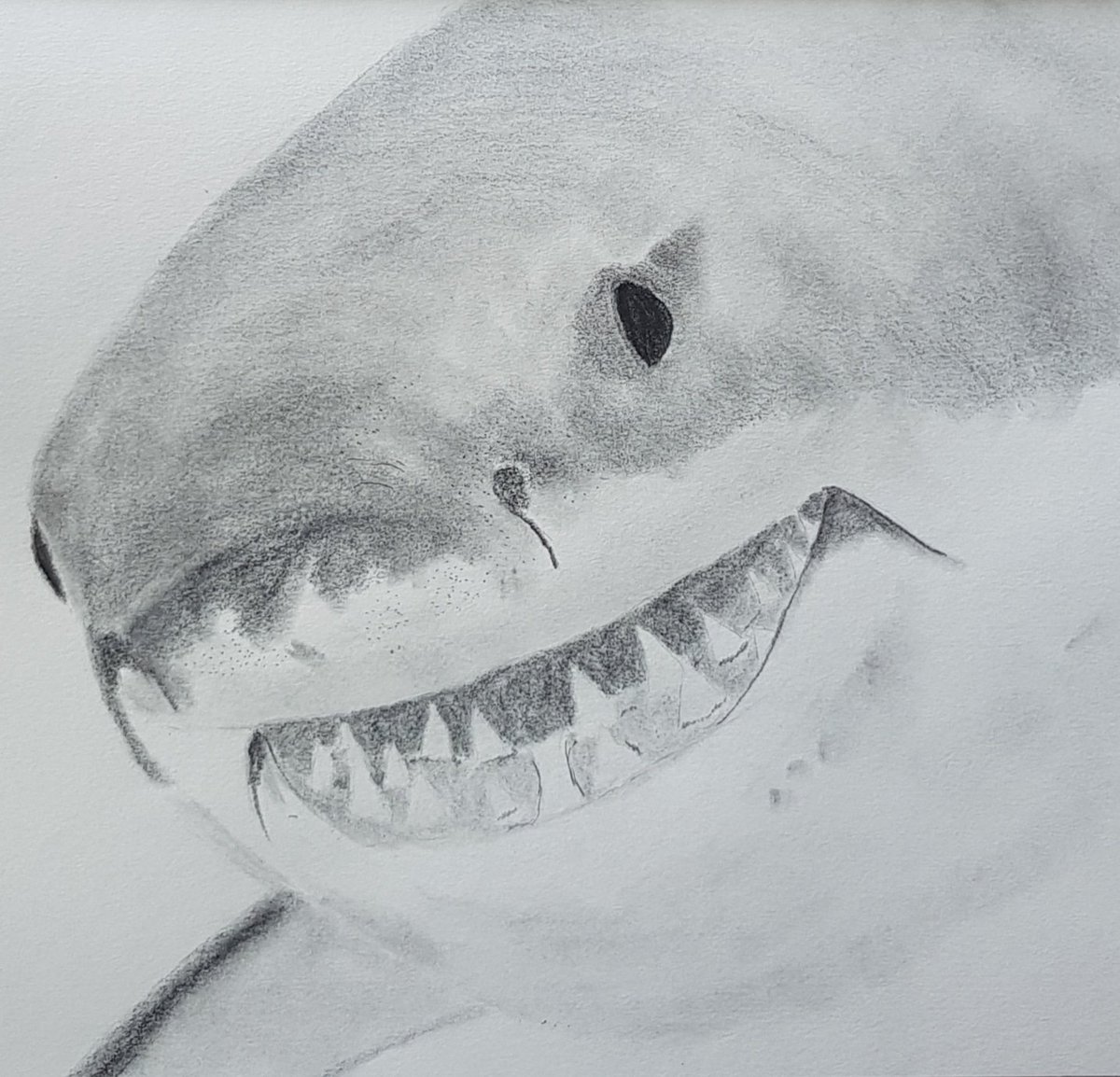 Great White Shark Drawings In Pencil