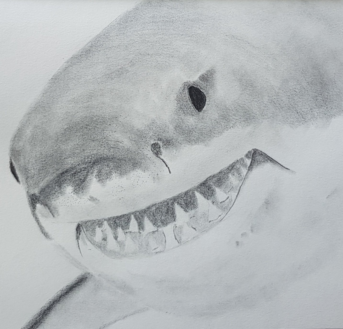 Great White Shark Pencil Drawing