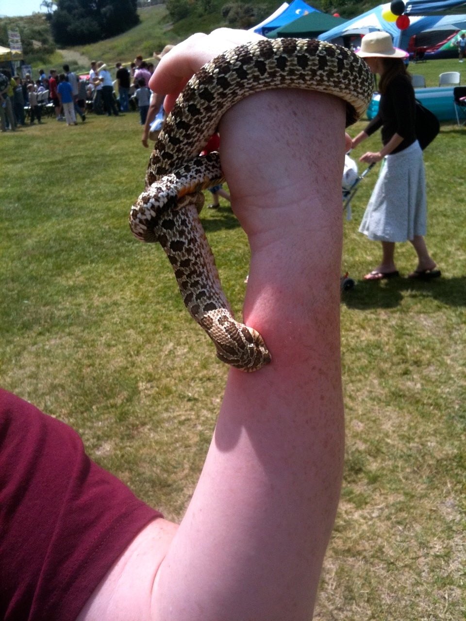 Eastern Hognose Snake Bite