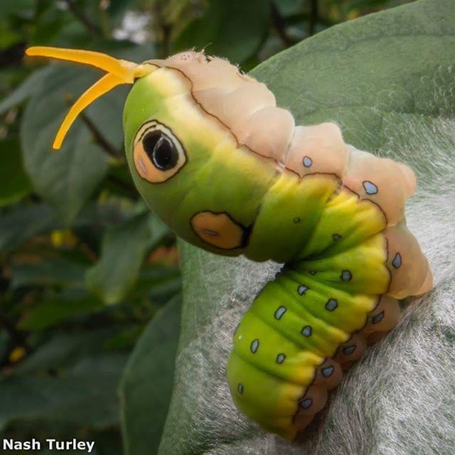 Spicebush Swallowtail Caterpillar Caterpie
