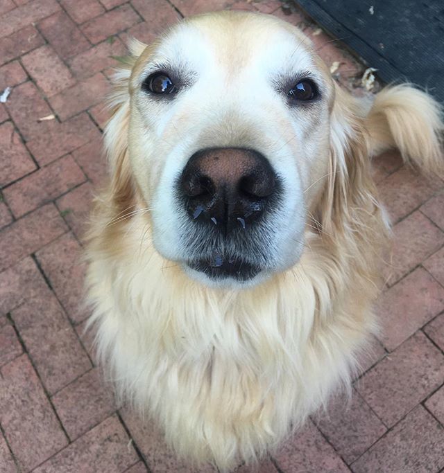 Daniela González (@Dany_hoshi) | Twitter