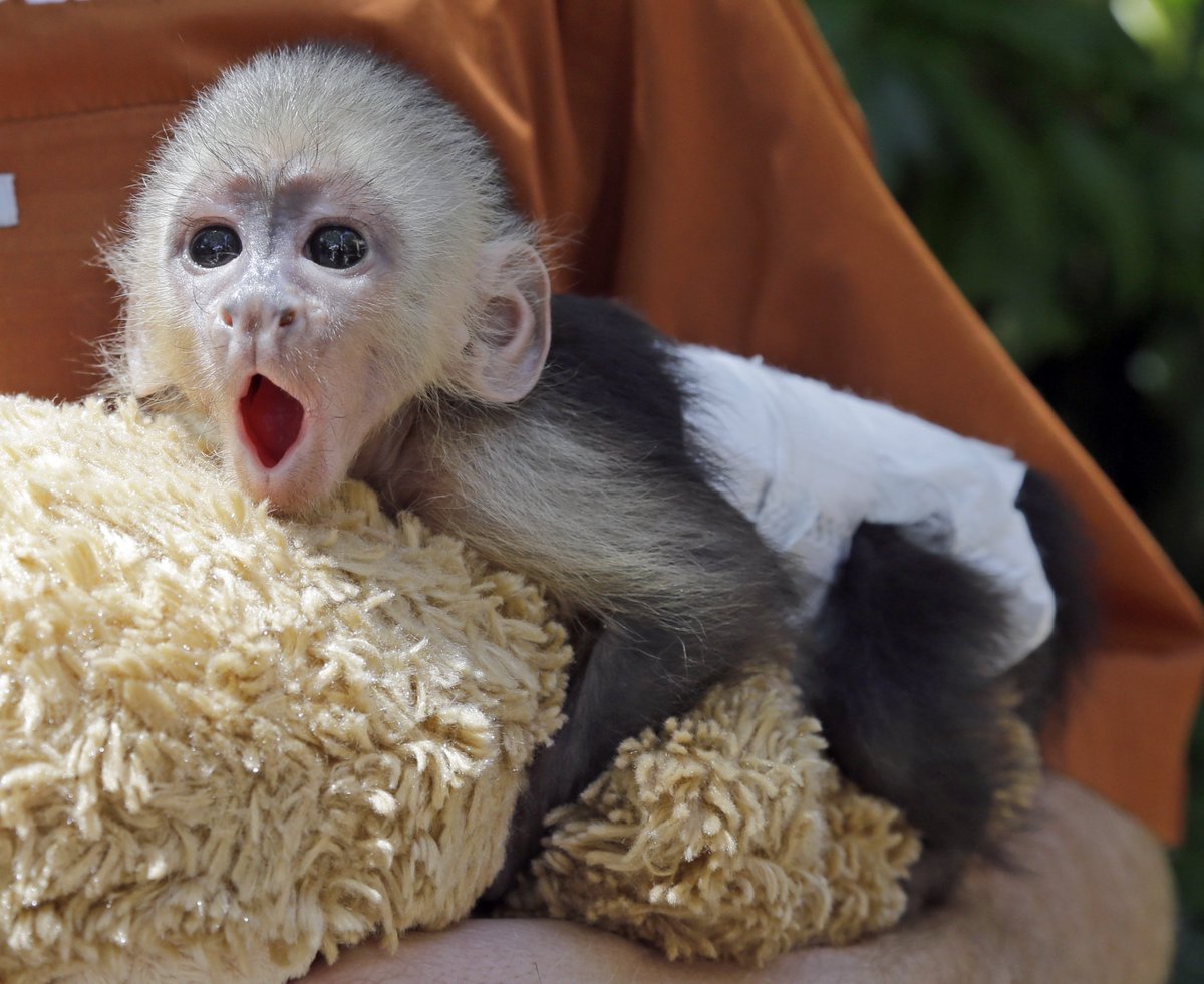 Cute Baby Capuchin Monkey