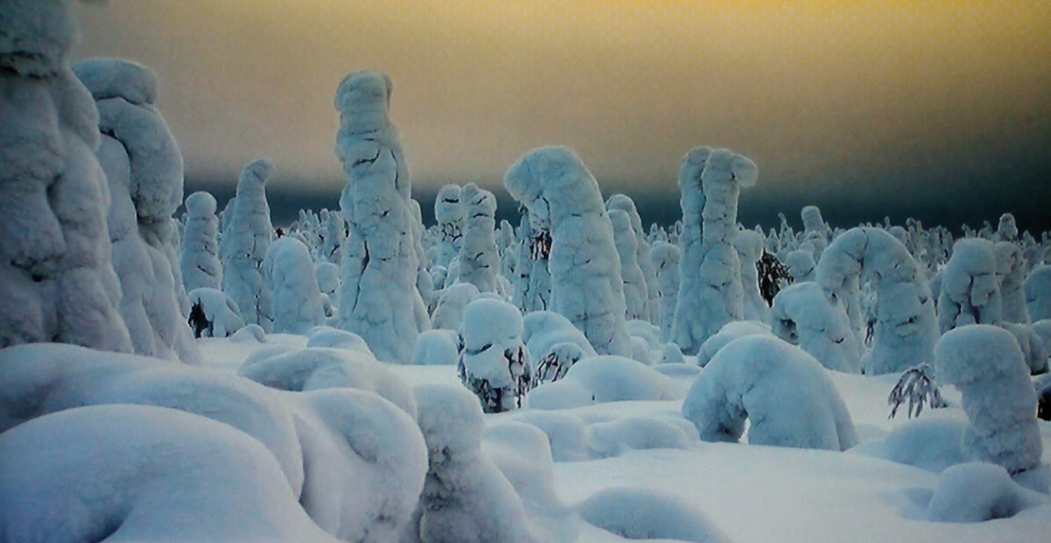 Arctic Treeline