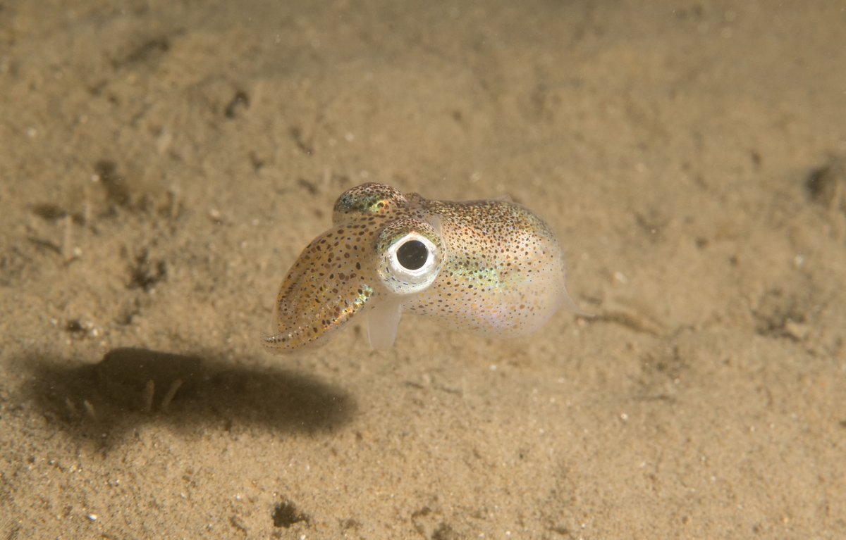 Cute Baby Cuttlefish Biodiversity Ireland On X: "The Little Cuttlefish