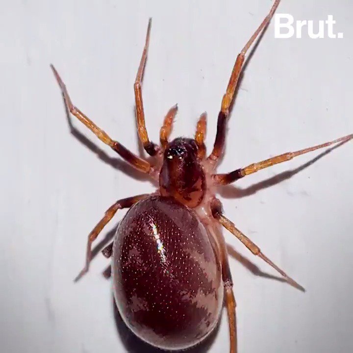 Red Fox (@_red_fox__) | Twitter