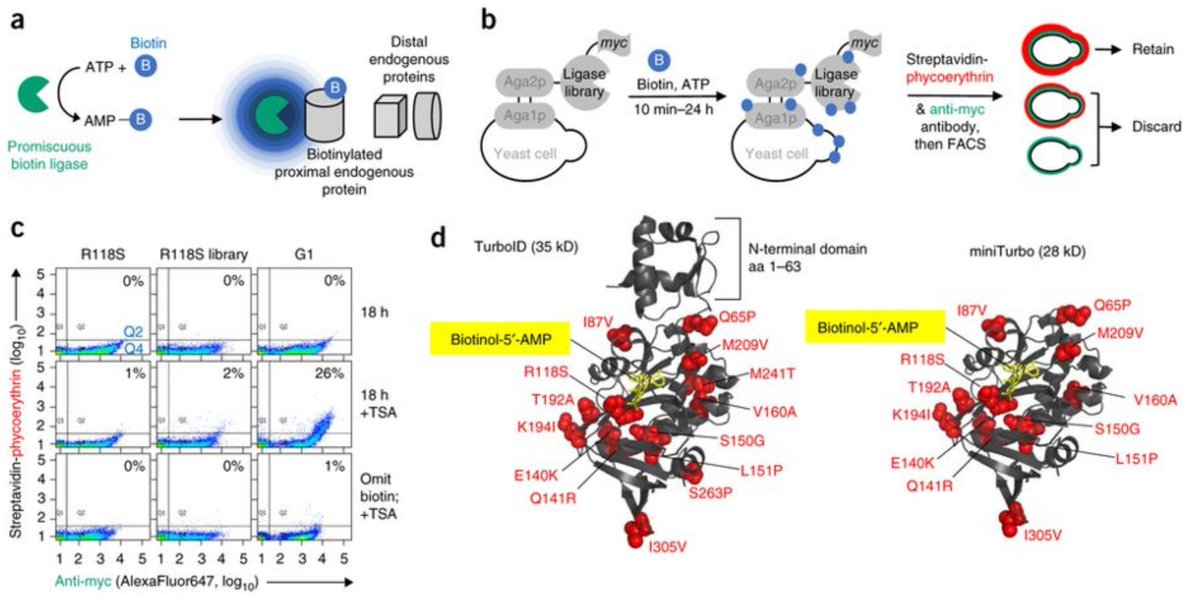 Efficient proximity labeling in living cells and organisms with TurboID ...