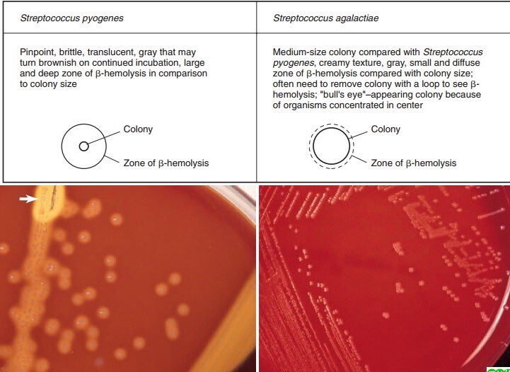 ملخص للمايكرو 👩🏻‍🔬🌸 - المسلسل من غيداء طلال بصفر🇸🇦 @ghayda_basfar - رتبها