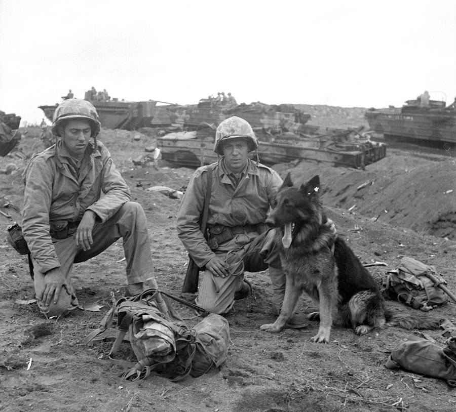 Were German Shepherds Used In Ww2