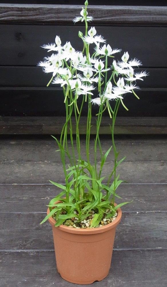 Habenaria Radiata