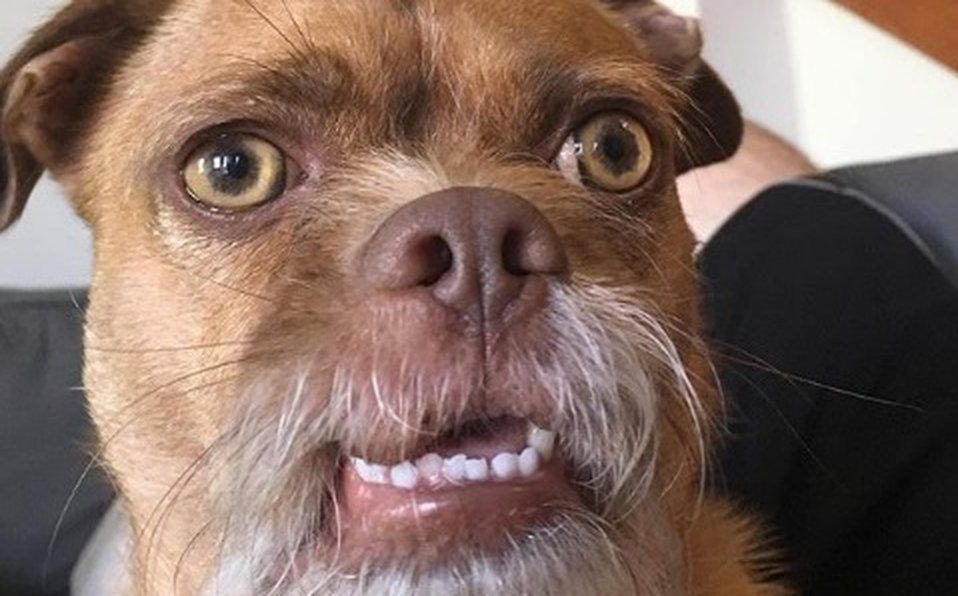 Perro Sorprendido