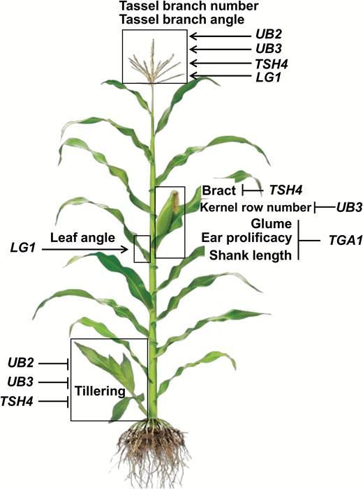 Maize Plant Structure