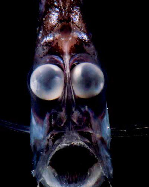 Hatchetfish Bioluminescence