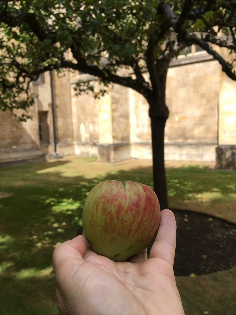 Flower Of Kent Apple Tree Fruit