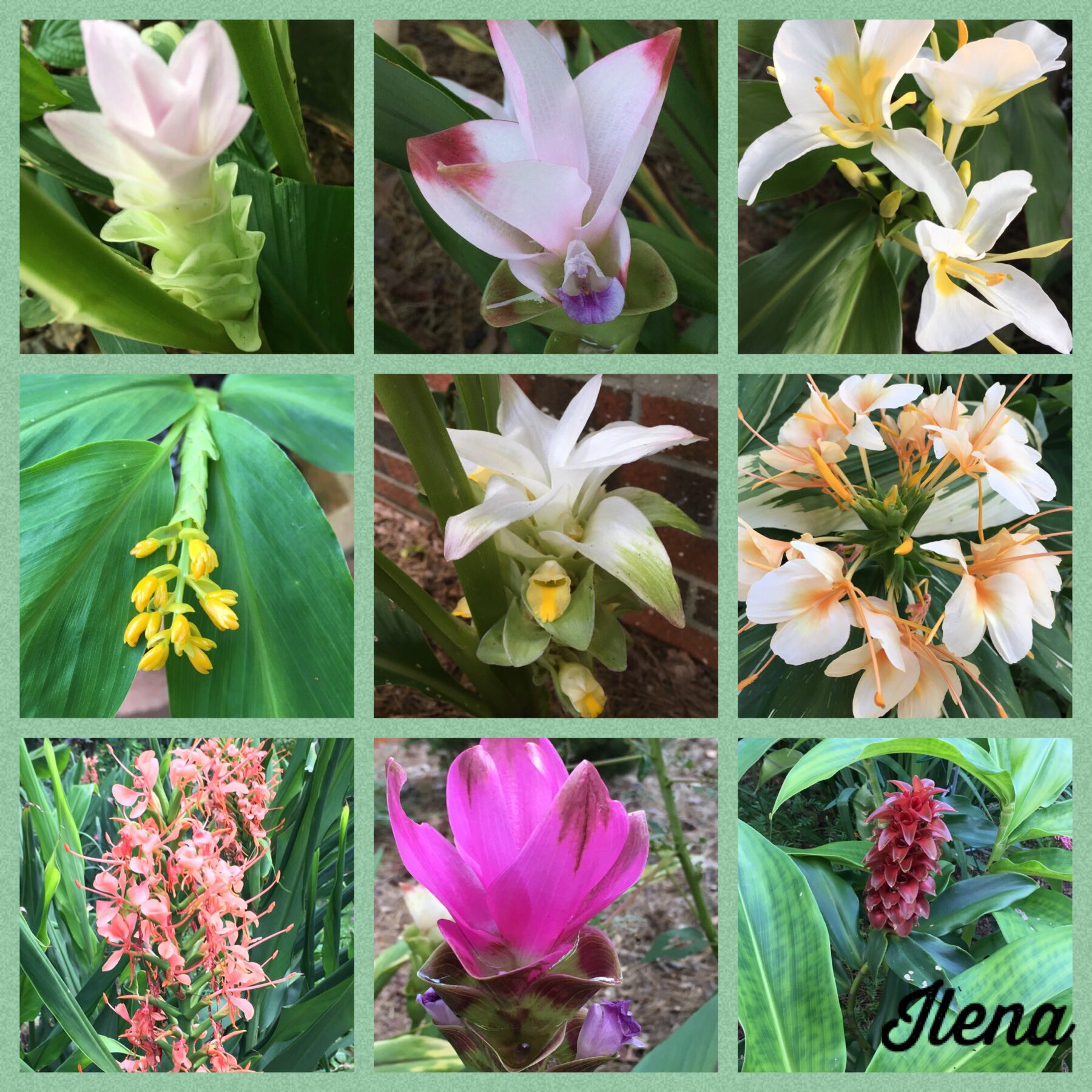 Ginger Plant Varieties