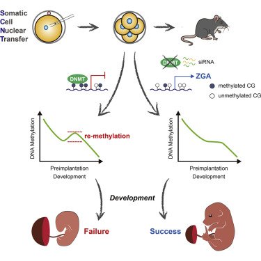 Somatic Cell Nuclear Transfer Diagram