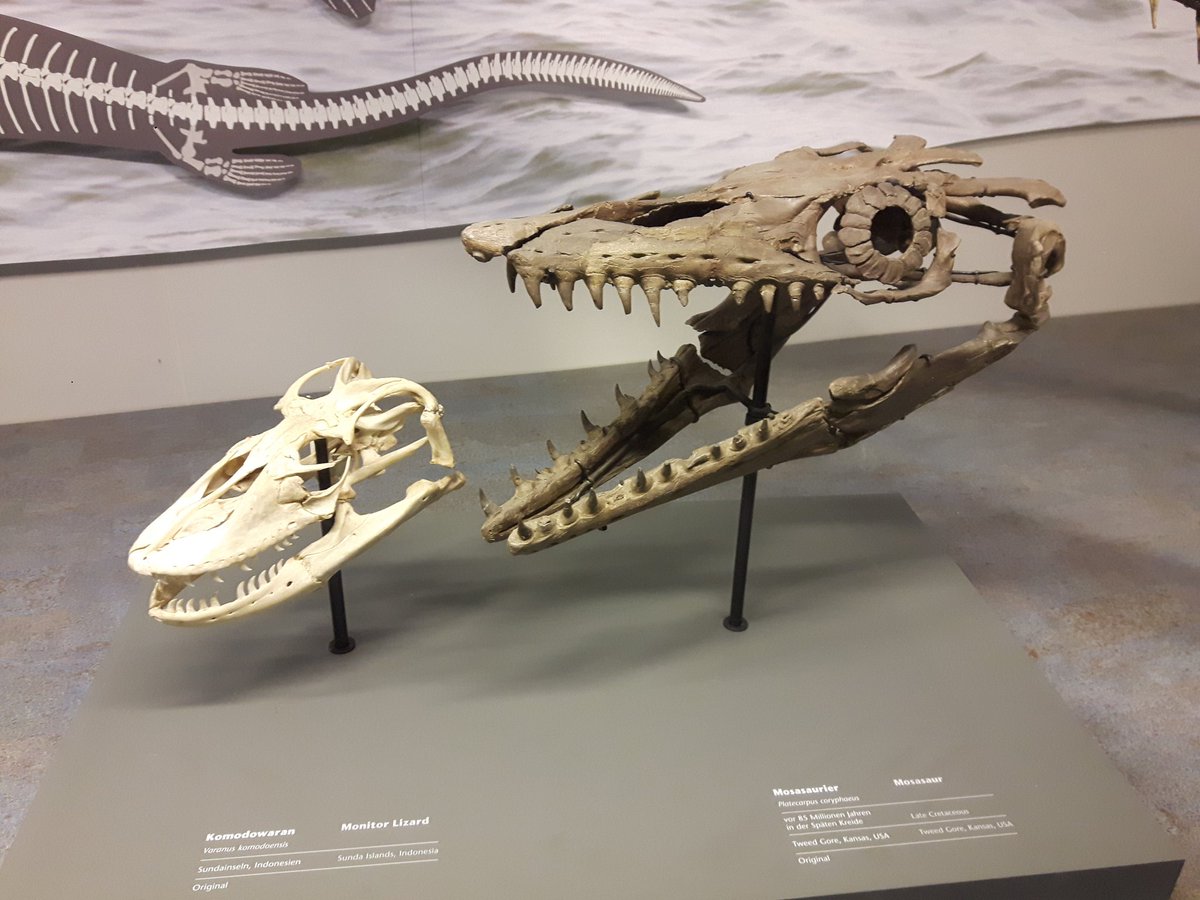 Monitor Lizard Skull