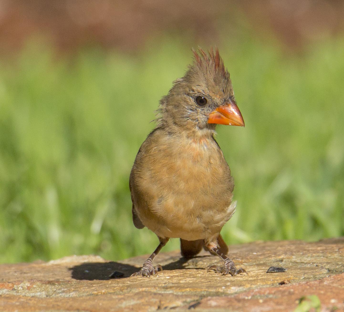 Baby Female Cardinal