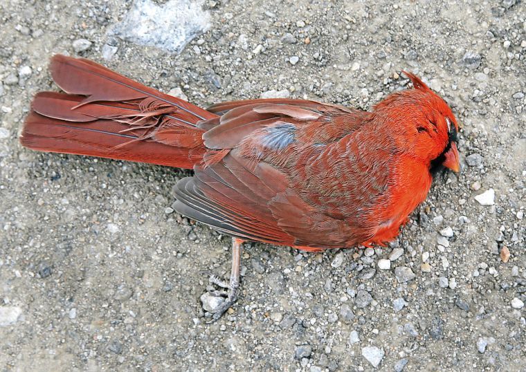 Budda Baker when he has a bead on the play. : r/AZCardinals