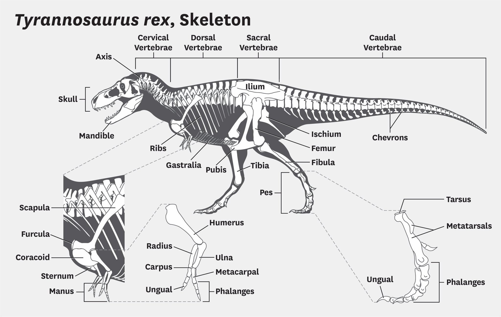 Tyrannosaurus Rex Skelet Diagram Vector Tyrannosaurus Rex Dinosaur